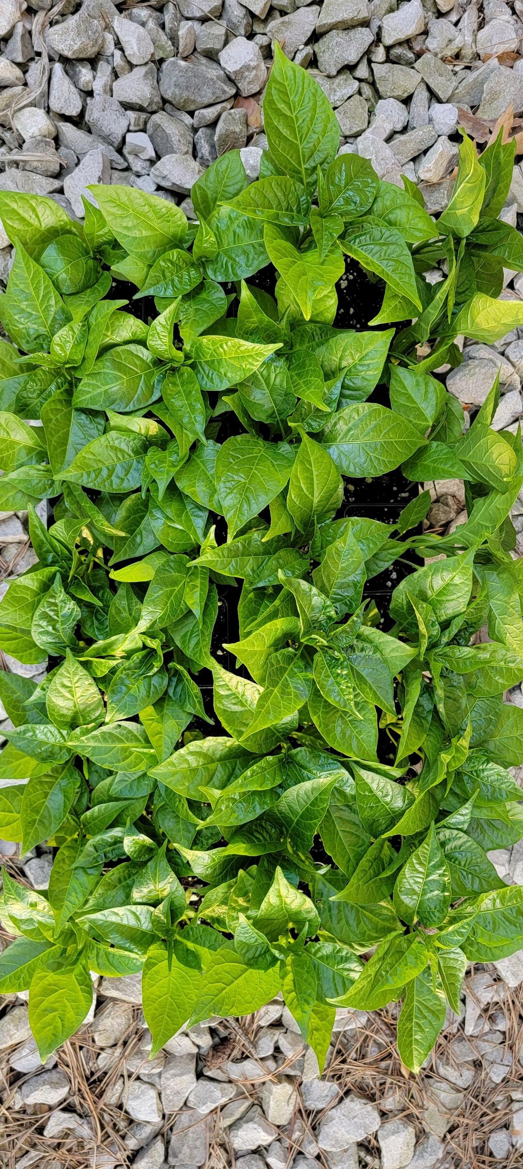 Scorpion Apocalypse Pepper Starter Live Plants (2.5" Pot) - Etsy
