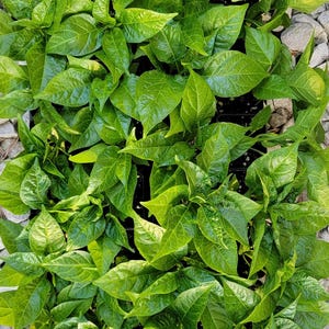 Scorpion Apocalypse Pepper Starter Live Plants (2.5" Pot) - Etsy