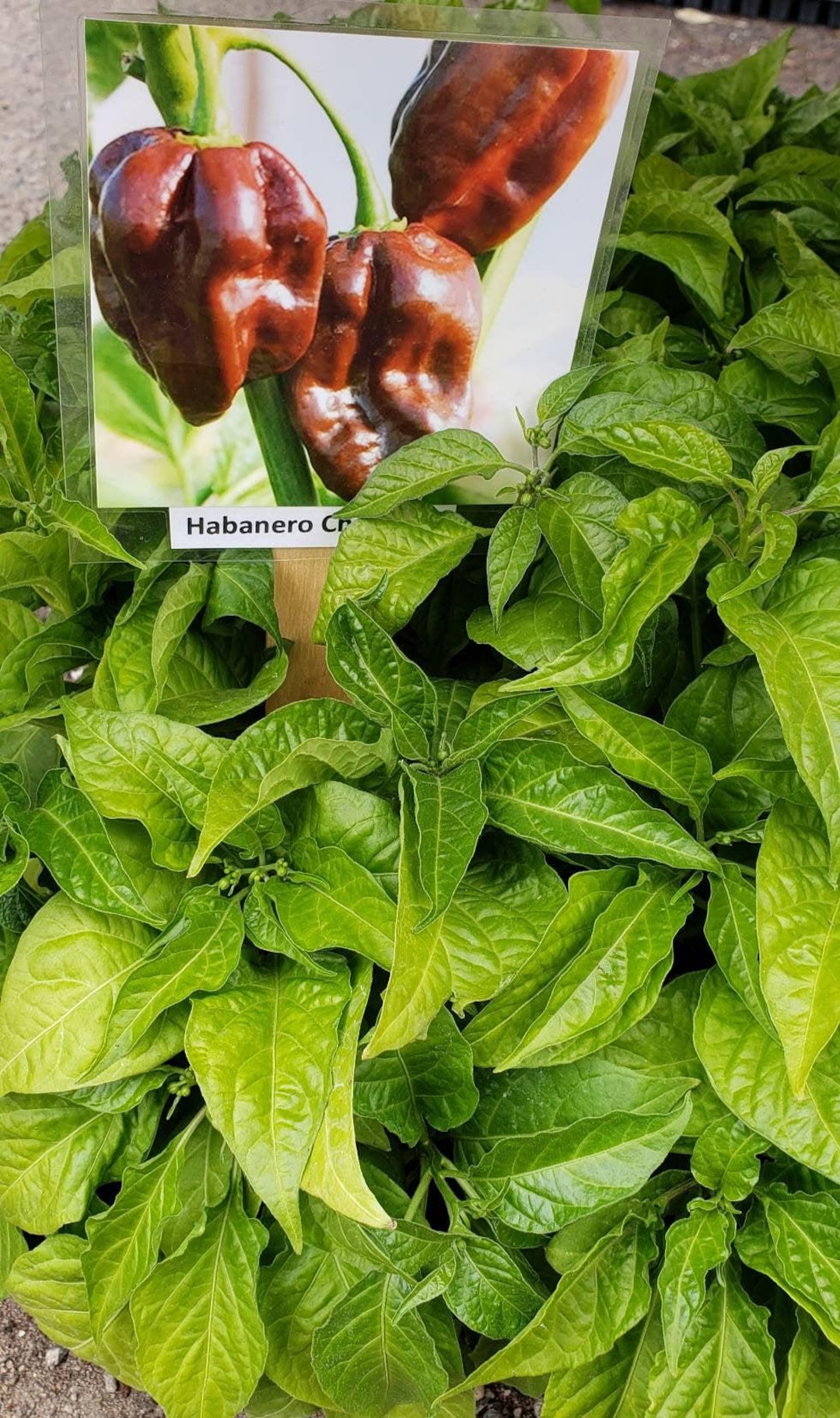 Chocolate Habanero Pepper Starter Live Plants (4 Seedlings) - Etsy