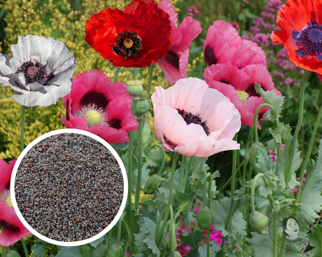 100+ Oriental Poppy - Mixed Colors Papaver Orientale Flower Seeds ...