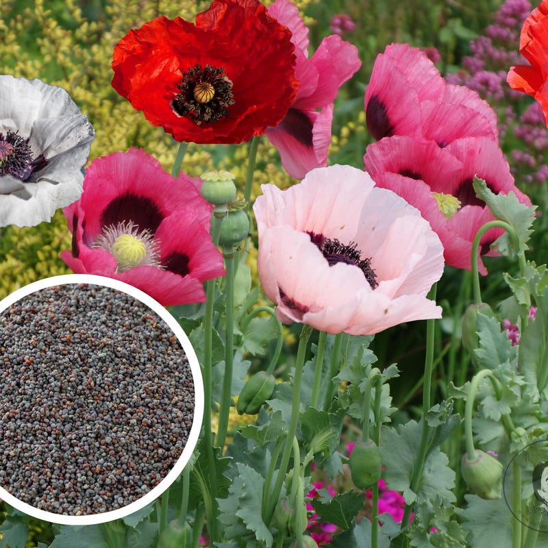 Oriental Poppy - Etsy