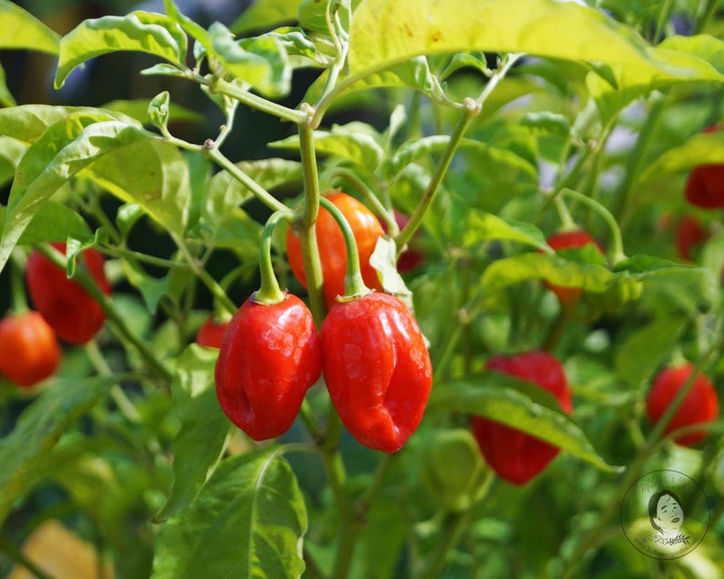 Red Habanero Pepper Starter Live Plants (4 Seedlings) - Etsy
