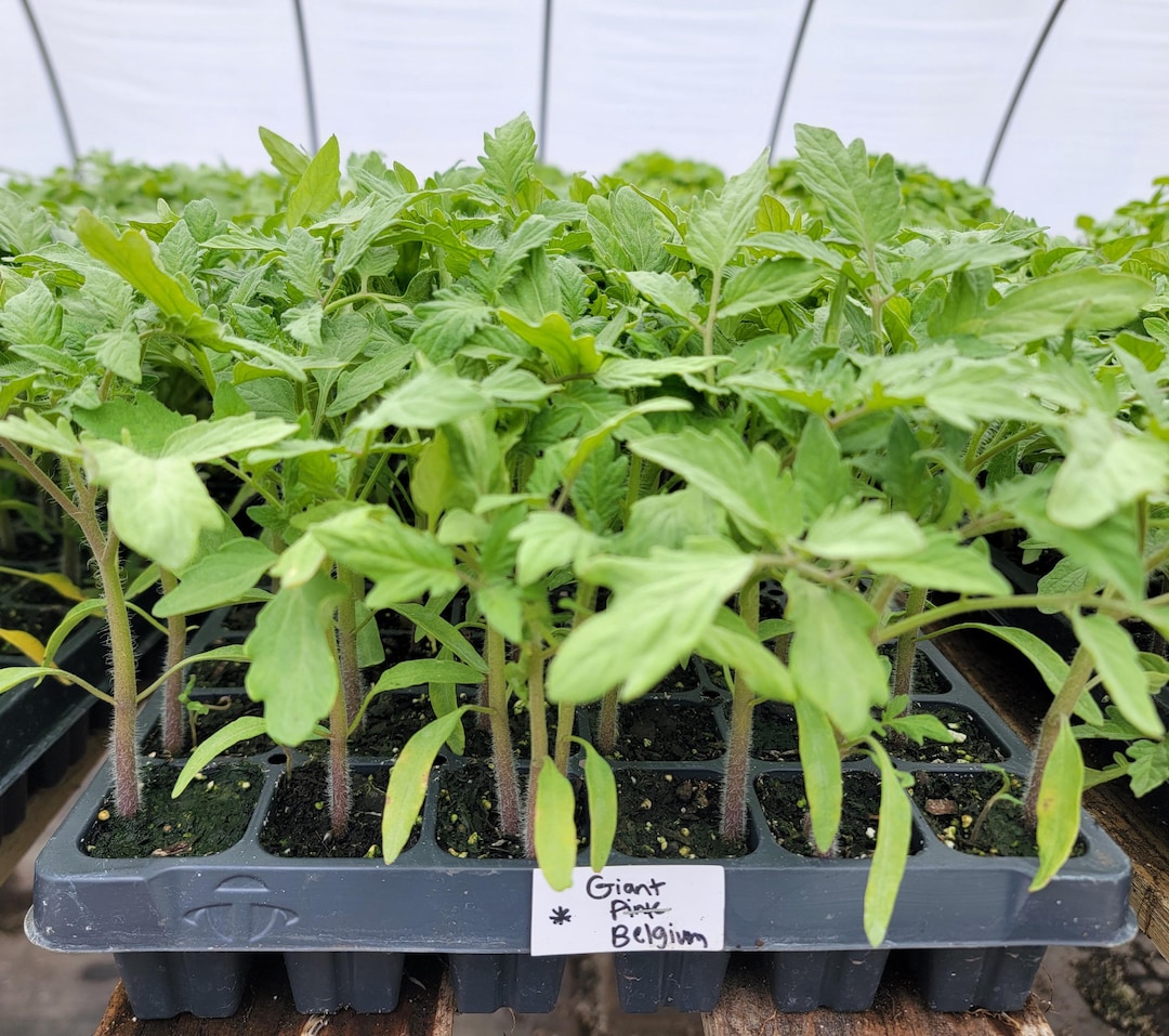 Giant Pink Belgium Tomato Starter Live Plants (4 Seedlings) - Etsy