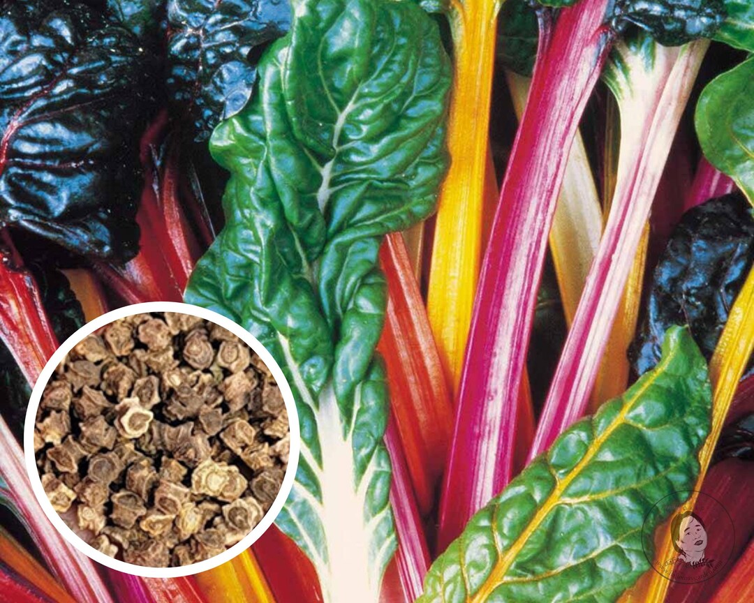 Swiss Chard Rainbow Mix Seeds, Heirloom Non-gmo (50+ Seeds) - Etsy