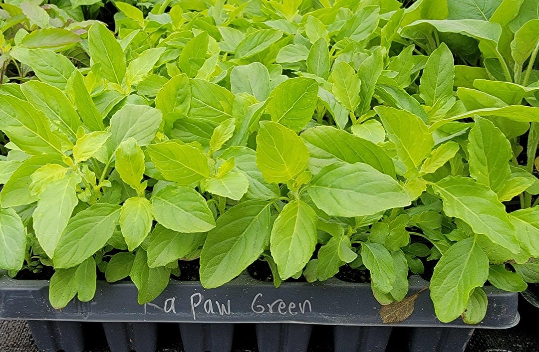 Green Thai Holy Basil Kras Pao Pakapao Herbs Starter Live Plant (4 ...