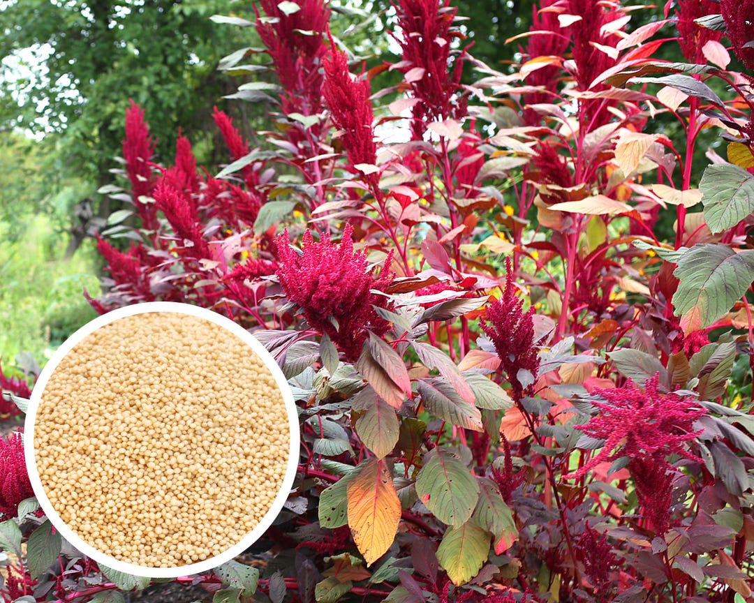 500+ Amaranth Red Garnet Seeds Herbs Heirloom Non-gmo - Etsy