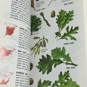 Field Guide Pocket Book Trees of North America, Brockman Golden ...