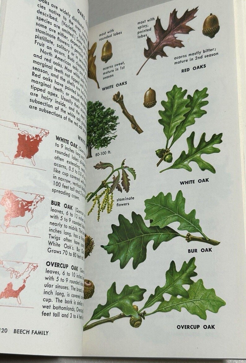 Field Guide Pocket Book Trees of North America, Brockman Golden ...