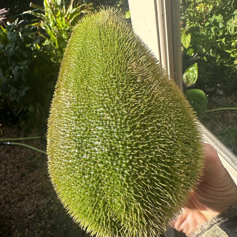 Chayote Plant - Etsy