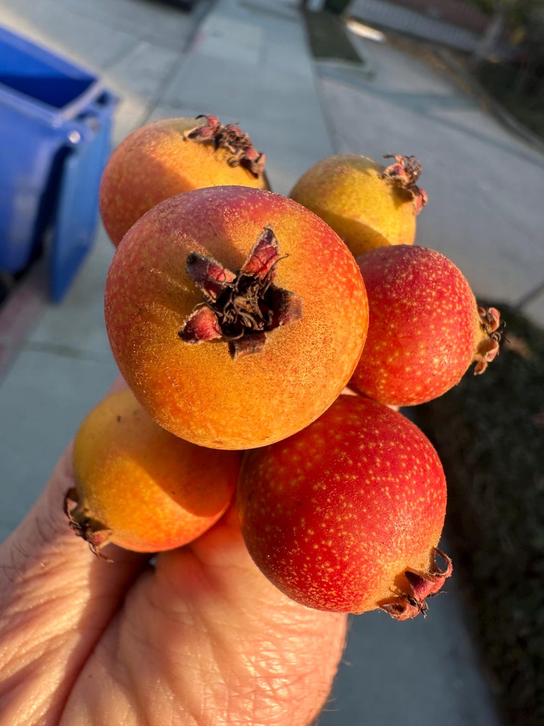 Five Fresh Seeds of Bronze Loquat for Planting. Eryobotrya Deflexa ...
