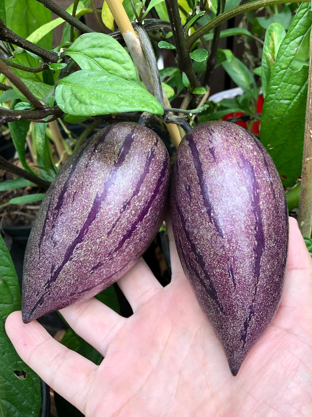One Pound of Fresh ‘stripey’ Pepino Dulce Melons - Etsy