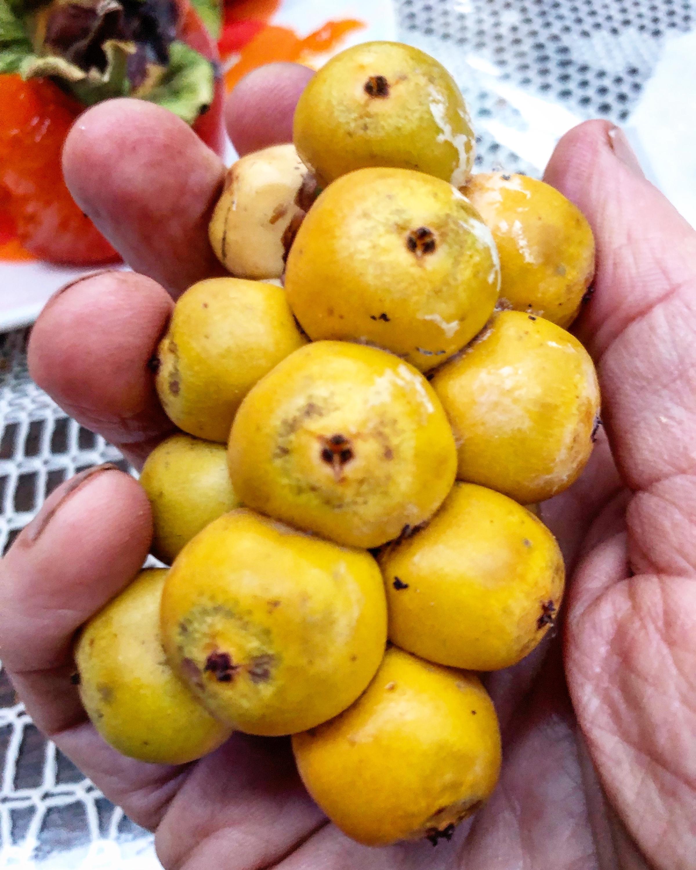 Ten Fresh Jelly Palm aka Pindo Palm Seeds for Planting butia Capitata ...