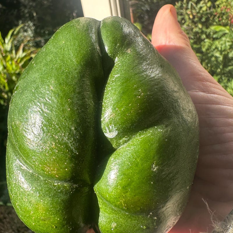 Chayote Plant - Etsy