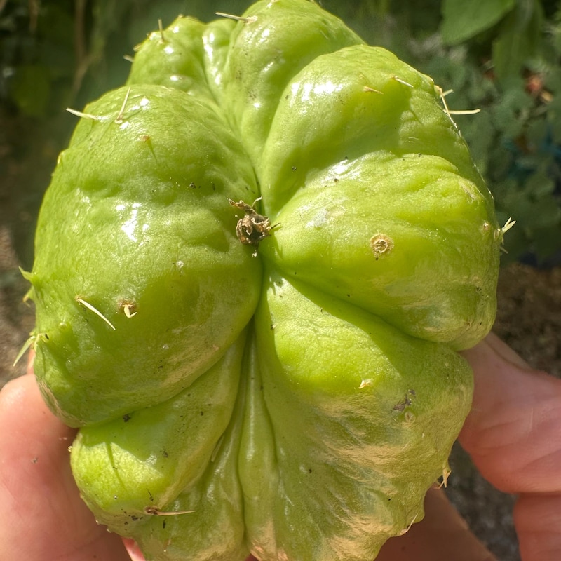 Chayote Plant - Etsy