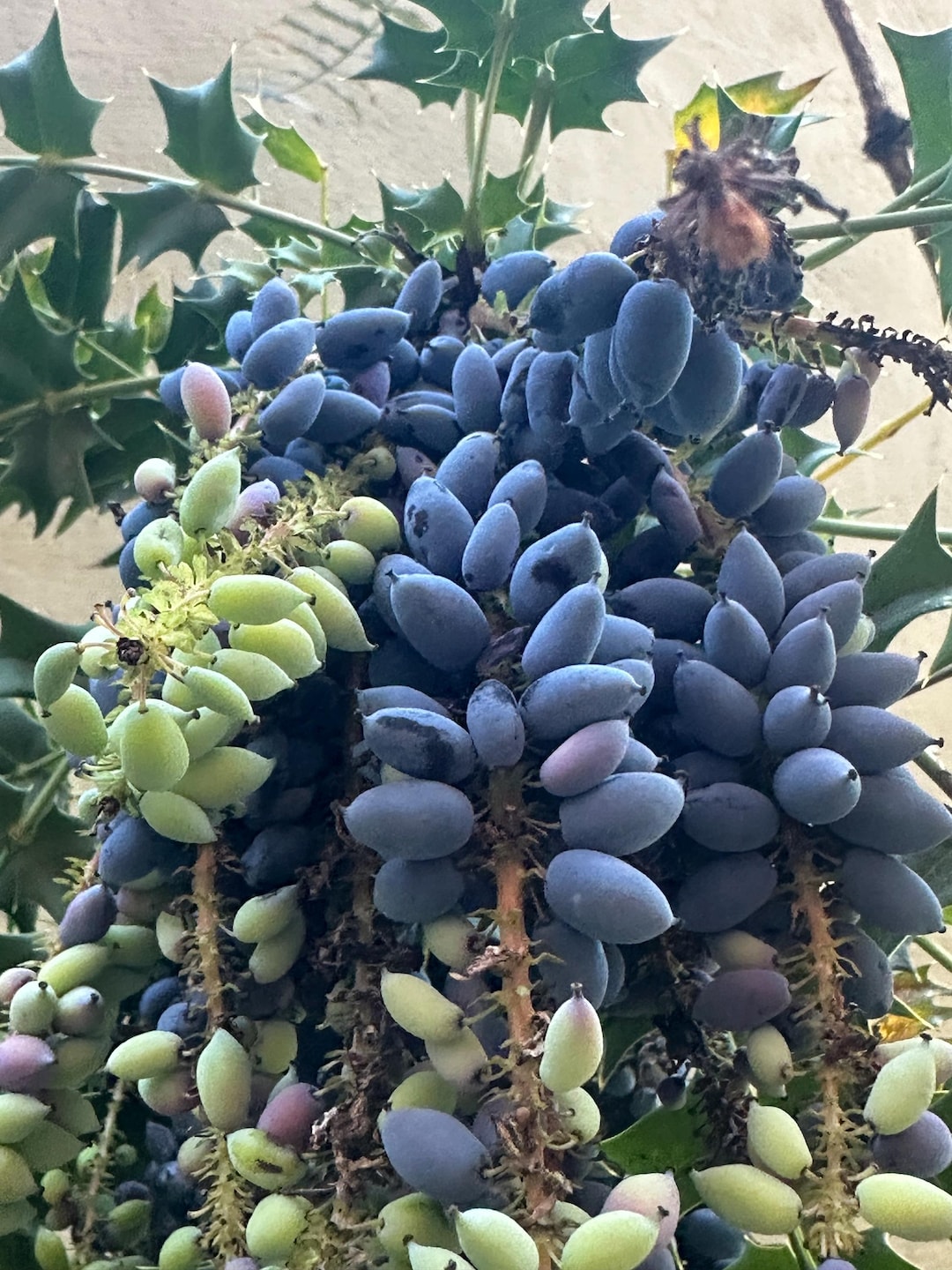 Half Pound of Fresh Oregon Grapes (leatherleaf Mahonia) - Etsy