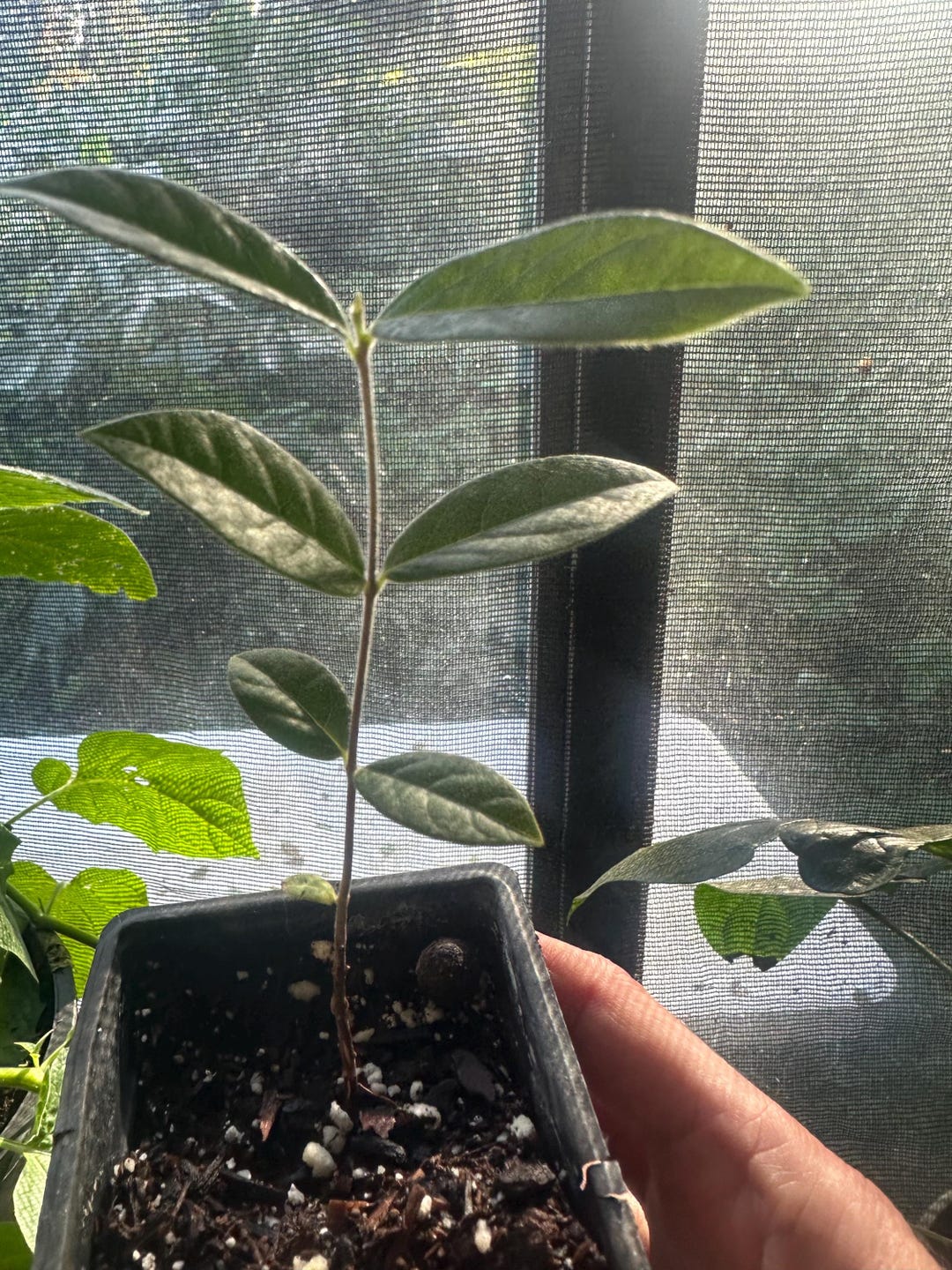 One Small Seedling of Ubajay Tree (hexaclamys Edulis) - Etsy