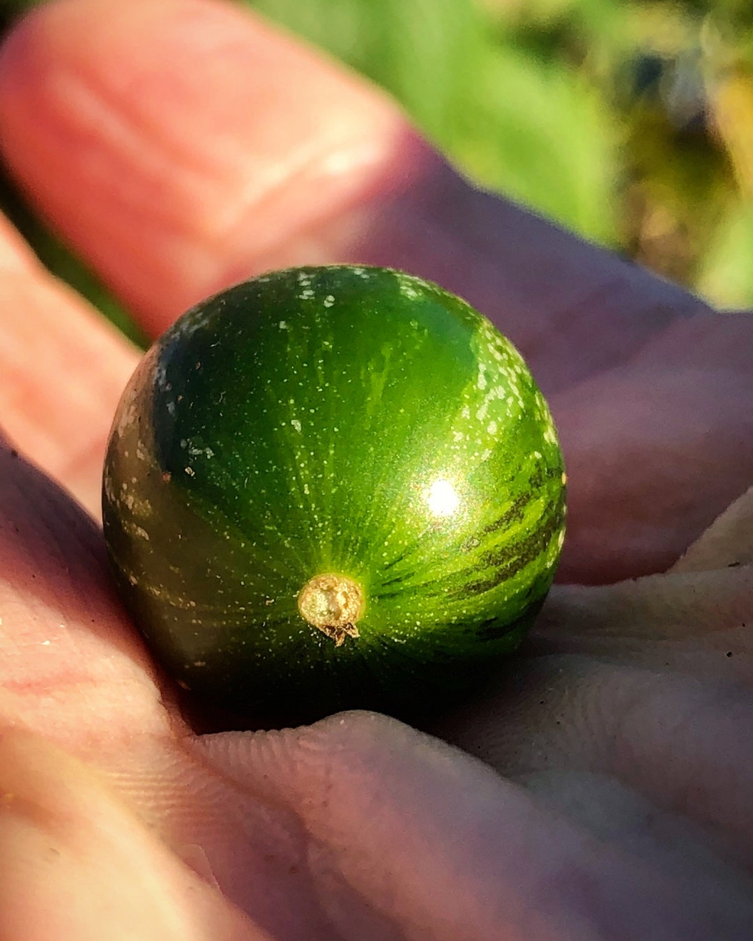 Four Cuttings of a New, More Cold-hardy Tzimbalo Melon Variety - ‘brian ...