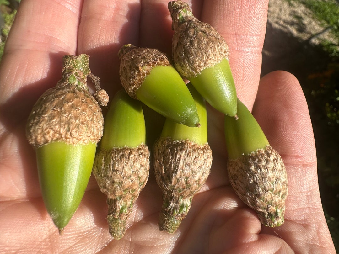 10 Fresh Acorns of California Live Oak (quercus Agrifolia) for Bonsai ...