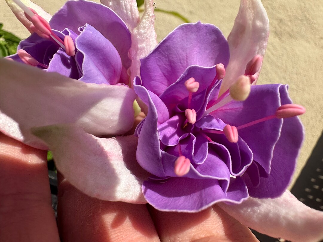 4 Cuttings of quasar Fuchsia Hybrid With Gorgeous Flowers and Tasty ...