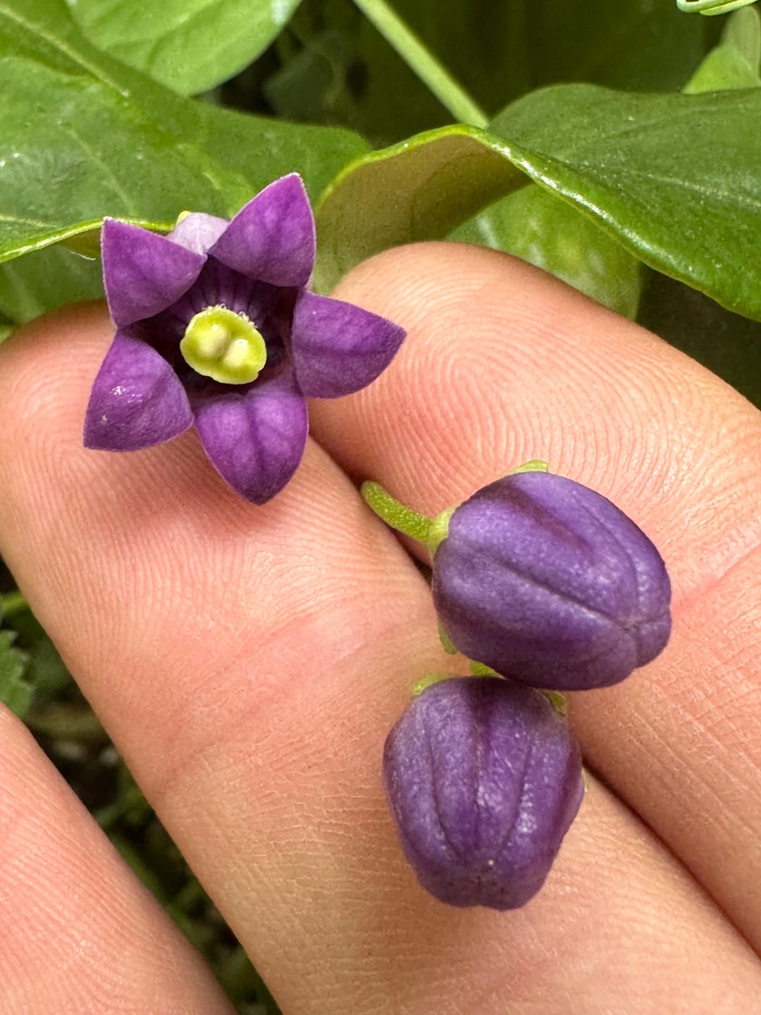Two Cuttings of Guava Tamarillo (solanum Diploconos) - Etsy