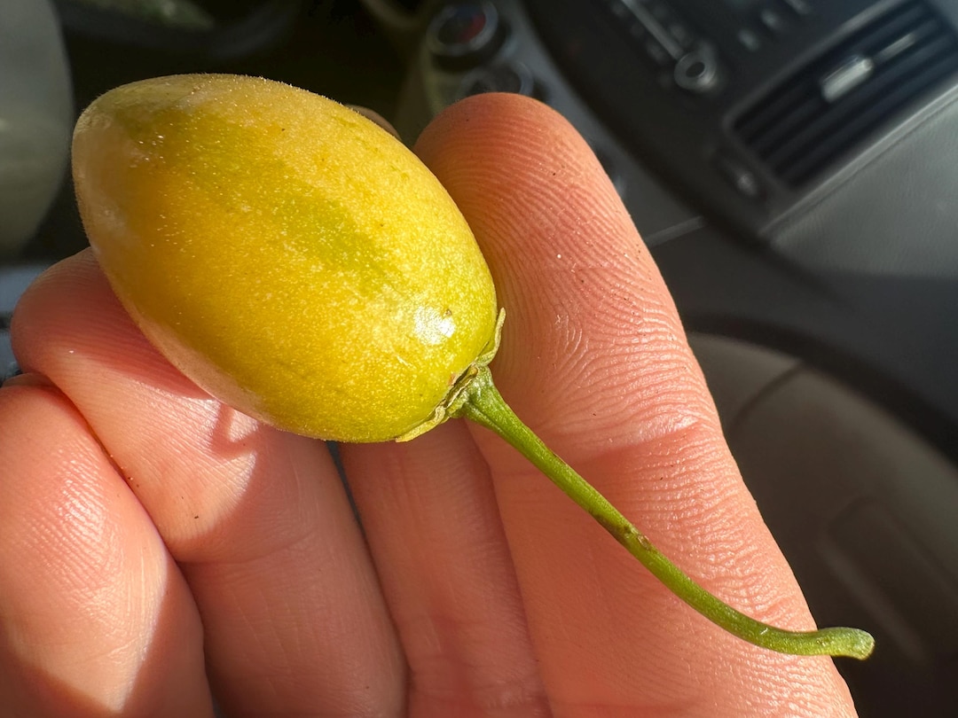 Two Cuttings of ‘passionfruit Tamarillo’ - the Best Tasting Tamarillo ...
