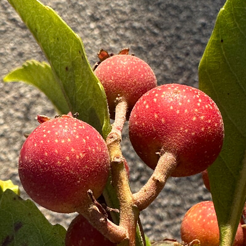 Draw Simulated Selfhost - Etsy