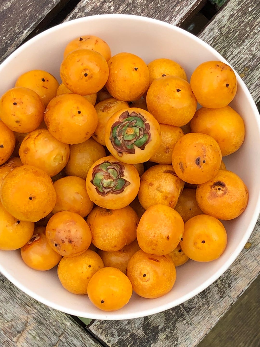 Ten Fresh Jelly Palm (aka Pindo Palm) Seeds for Planting (butia ...