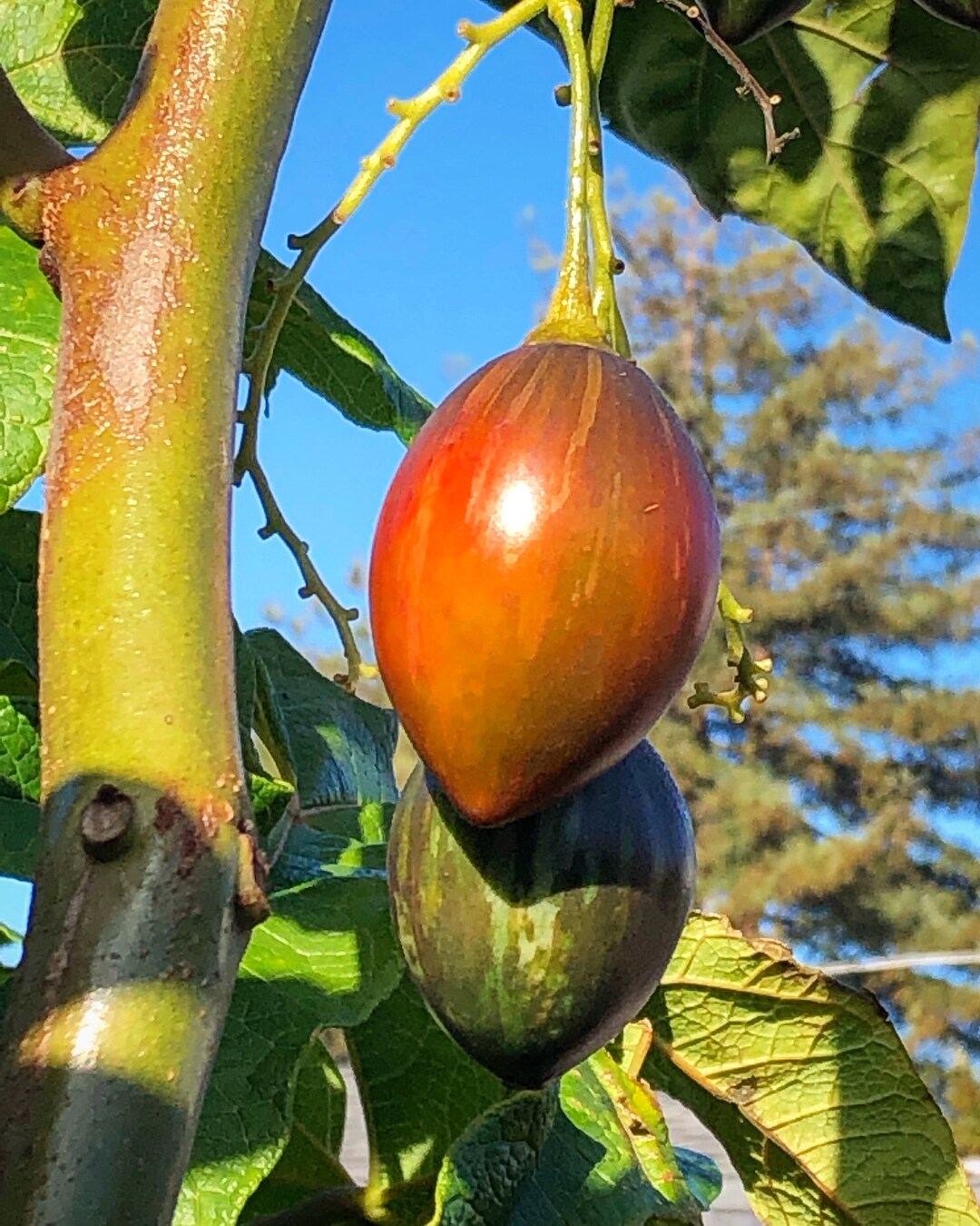 Two Cuttings of a Very Rare Tamarillo Aka Tree Tomato Variety With ...