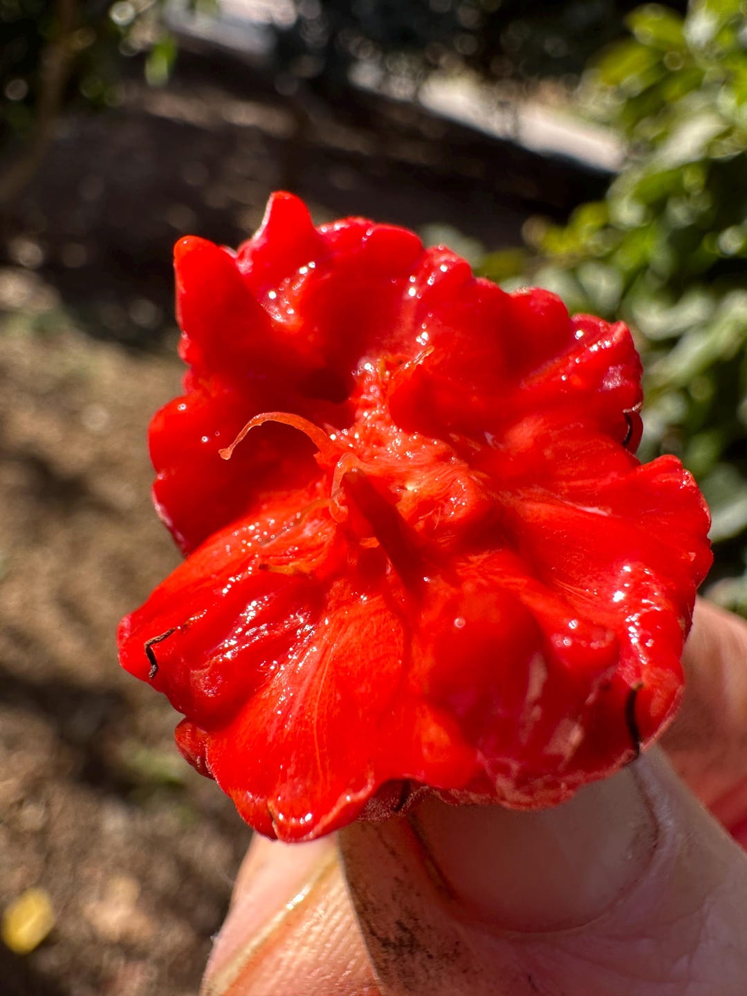 3 Seeds of Chinese Mulberry Aka Che Fruit - Etsy