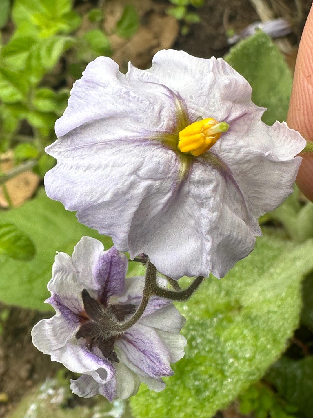 4 Cuttings of a New, More Cold-hardy Tzimbalo Melon Variety - ‘brian’s ...