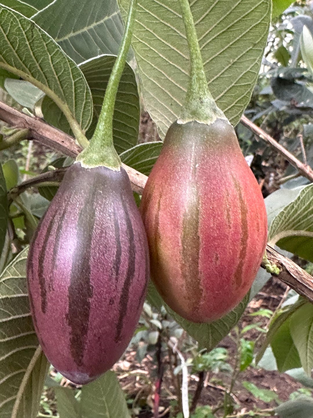 One Fruit of One of Our Best Tamarillo Aka Tree Tomato Varieties With ...