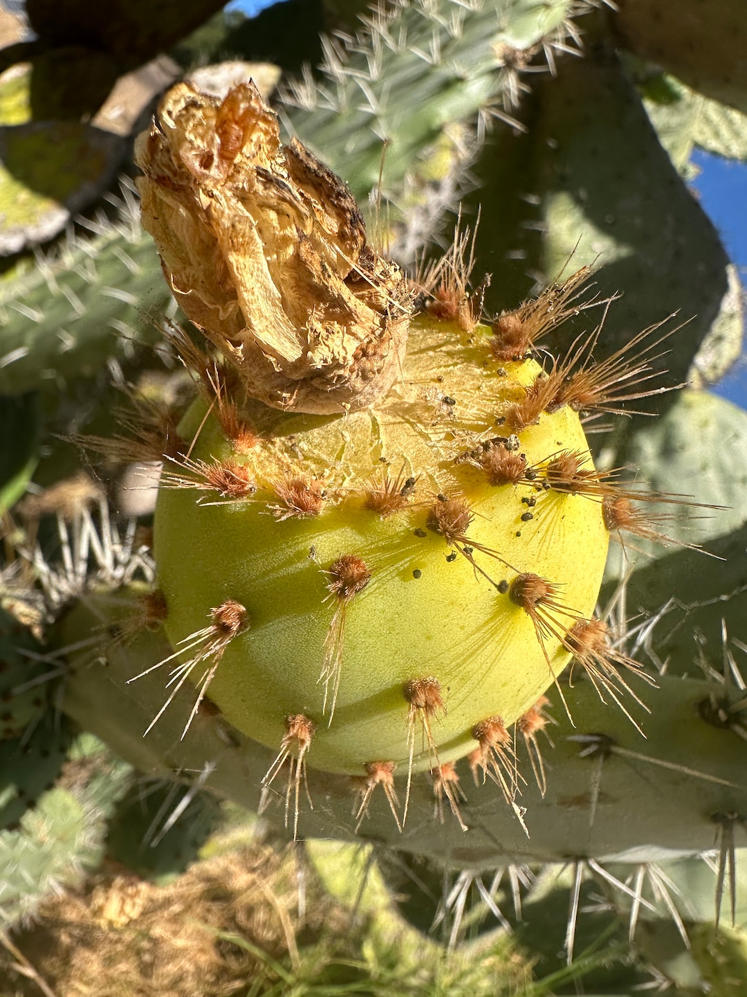 One Pound of Fresh pure Gold Prickly Pear Variety Opuntia Indica Fruits ...