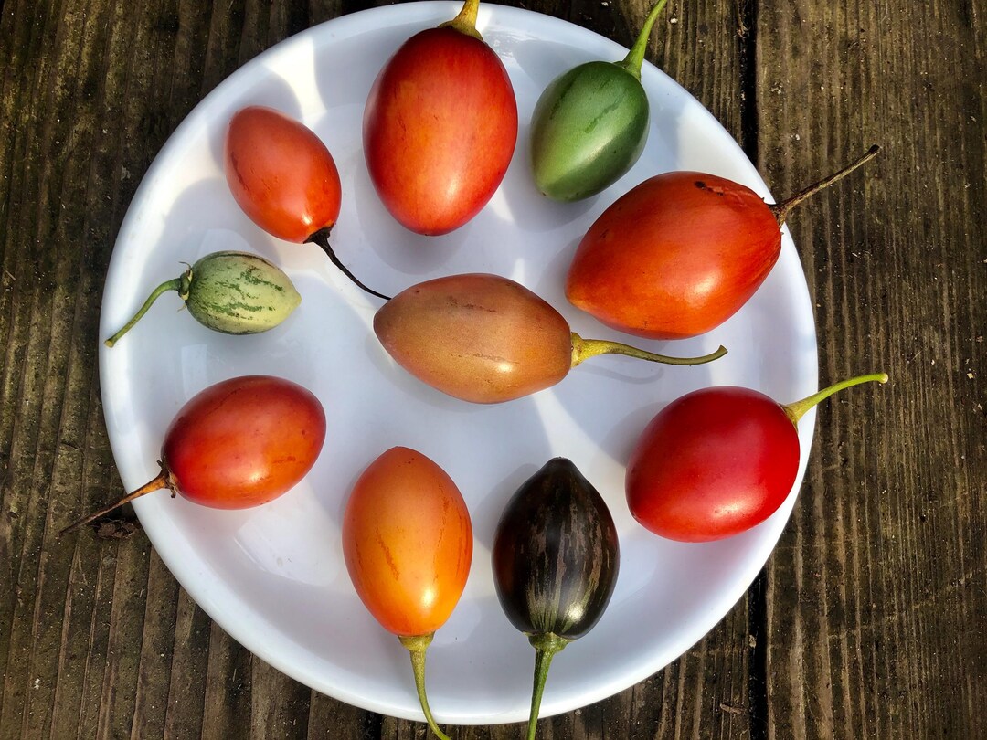 Sampler: 6 Cuttings of Rare Tamarillo Aka Tree Tomato Varieties With ...