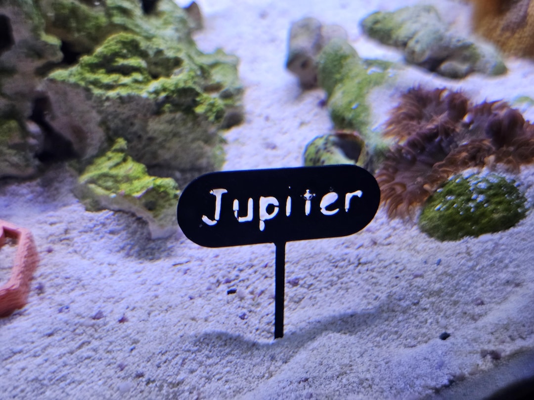 3D Printed Name Tag | Personalize Your Fish Tank With Its Own Name - Etsy