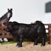 Black Angus Bull, Realistic Toy Farm Cow, UK, Plastic, Kids Farm Animal ...