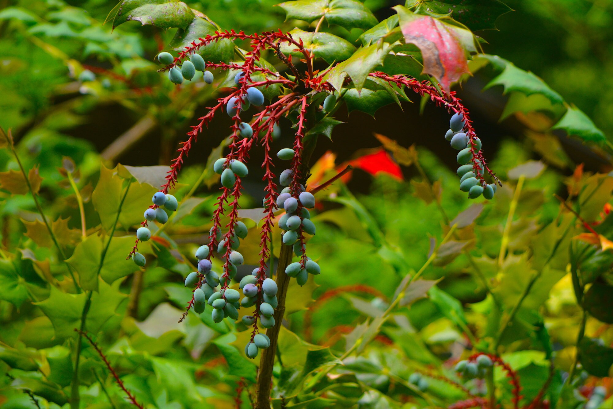 Handmade Custom Leather Boots Bull Hide & Deer Skin Tan - Etsy Canada