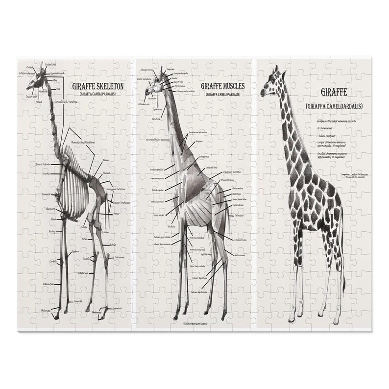 Giraffe Anatomy, Muscles, Skeleton, Jigsaw Puzzle 252-piece, Vintage ...