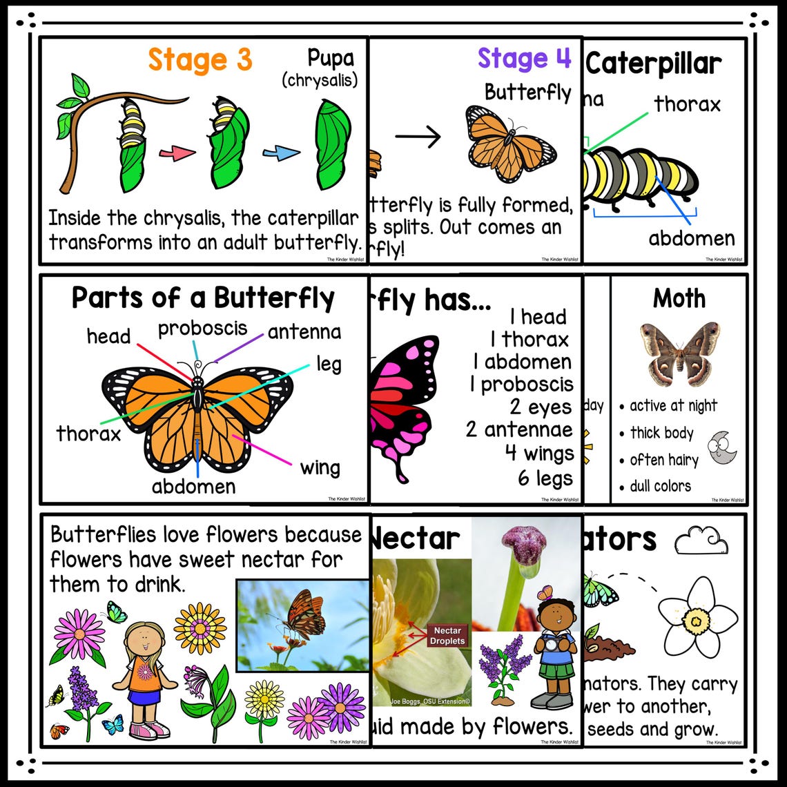 Butterfly Posters | All About Butterflies | Preschool Kindergarten ...