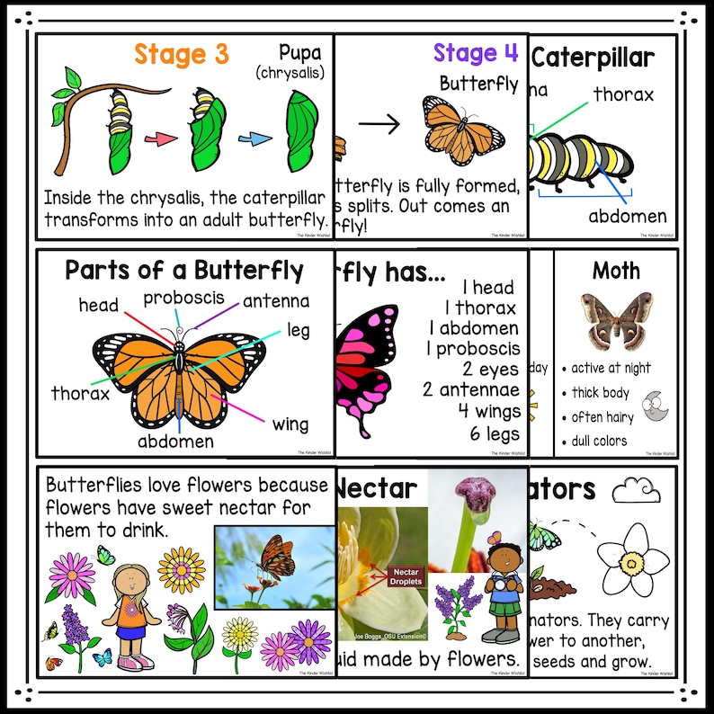 Butterfly Posters | All About Butterflies | Preschool Kindergarten ...