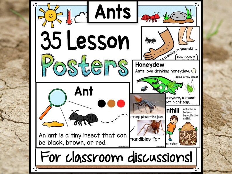 Ant Posters | All About Ants | Preschool Lesson Plans | Ant Life Cycle ...