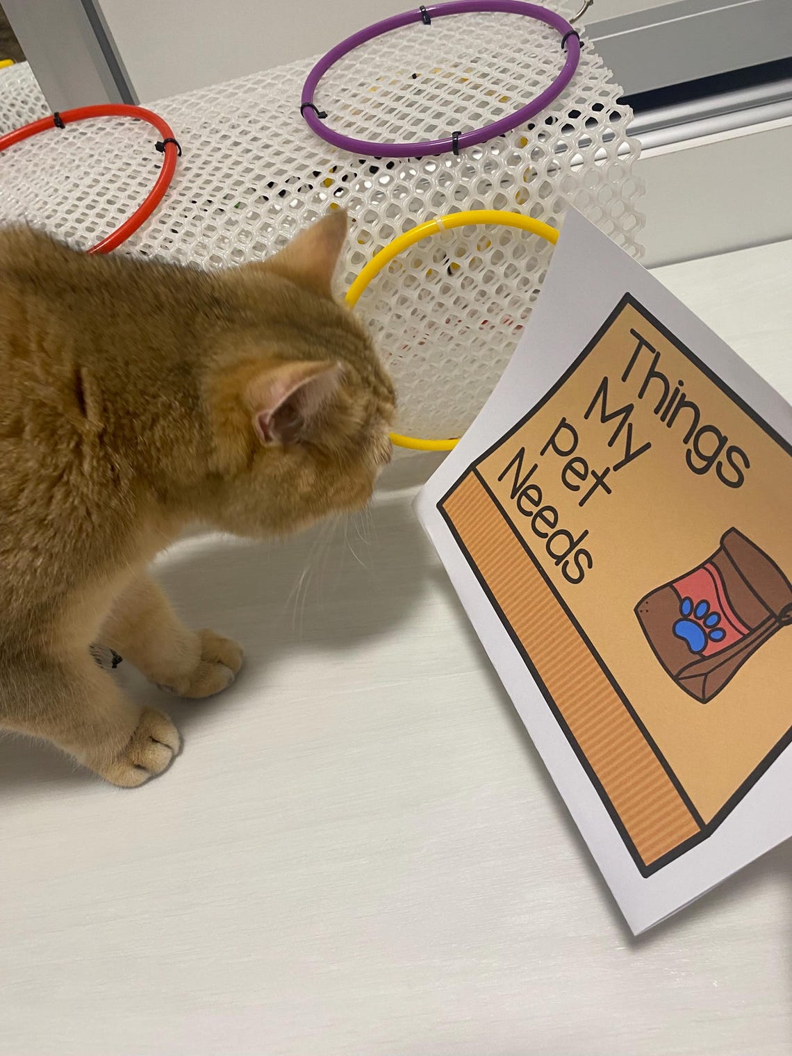 Things My Pet Needs | Pet Supplies Craft | Caring for Pets | Teaching ...