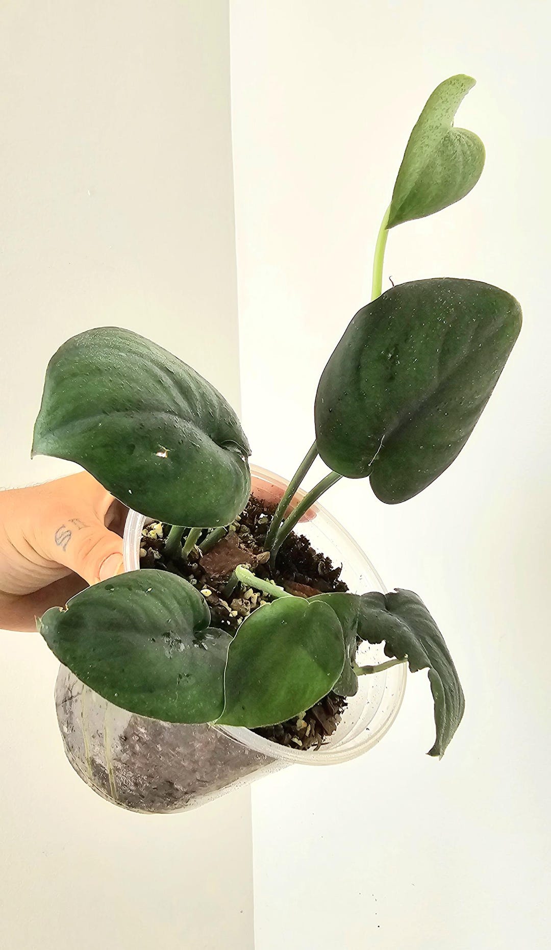 Scindapsus Jade Satin Stunning Climbing Trailing Tropical Vine - Etsy