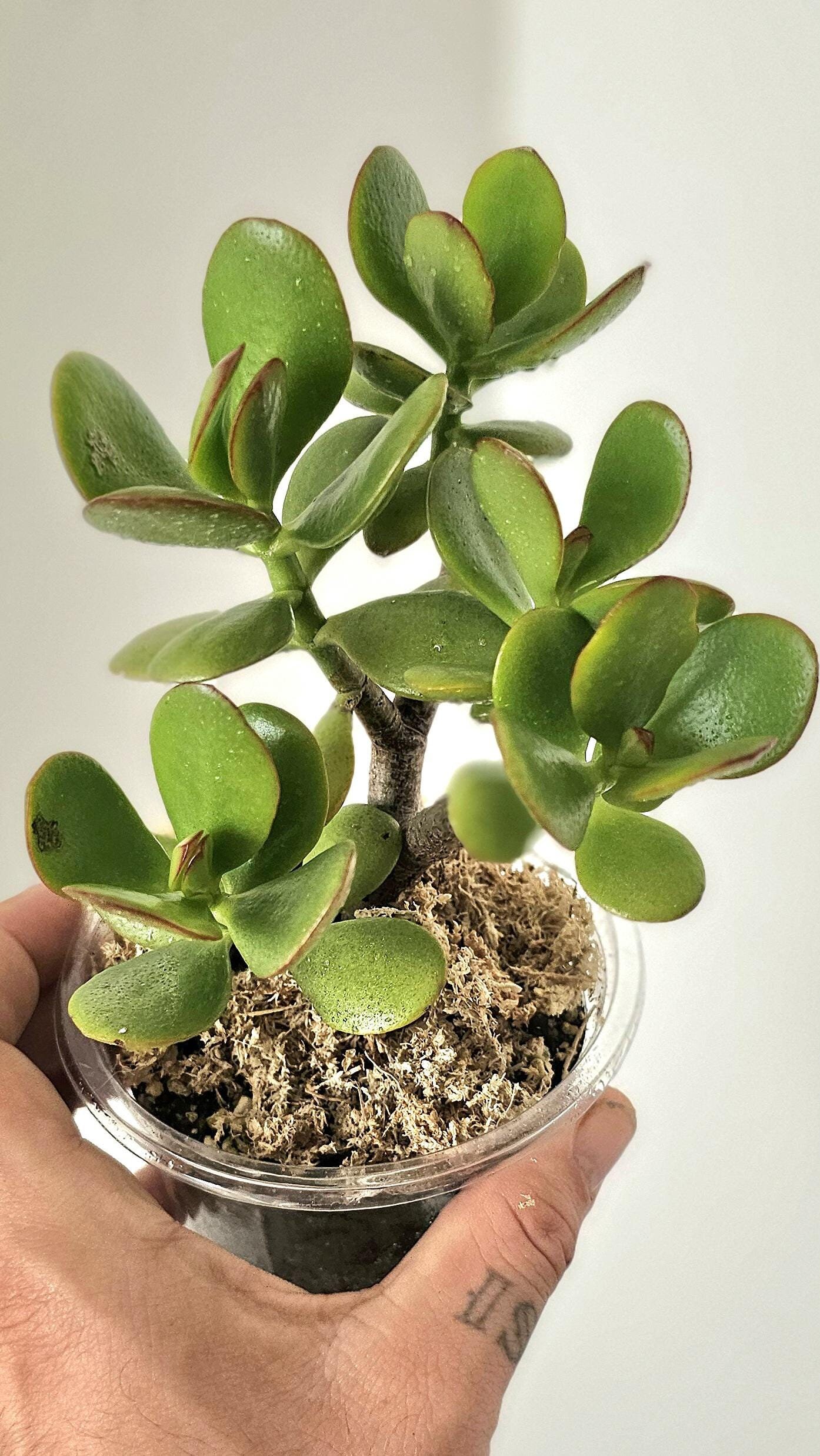 Jade Plant Crassula Ovata Succulent Bonsai Houseplant - Etsy