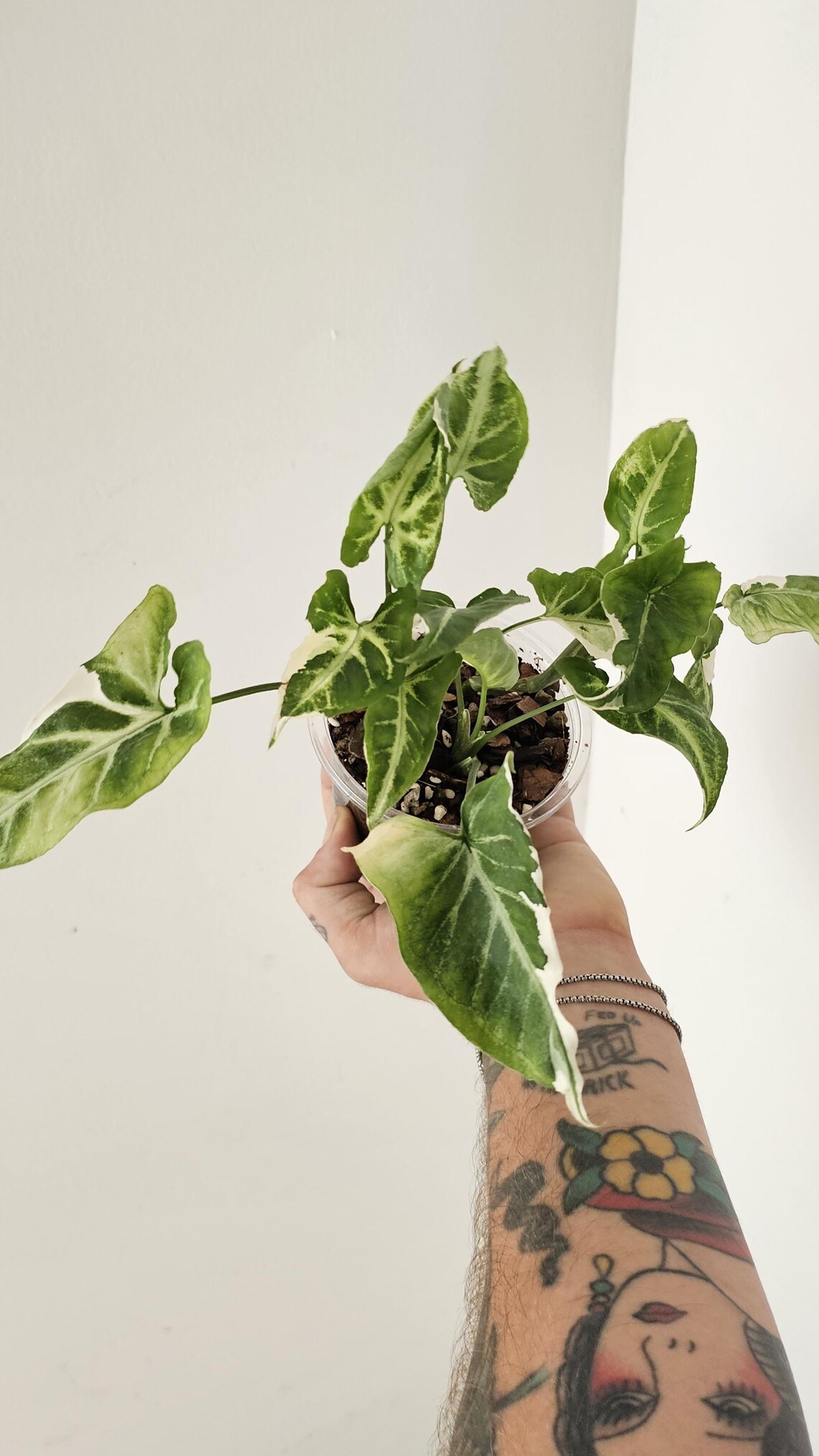 Syngonium T25 Rare Variegated Tropical Plant - Etsy