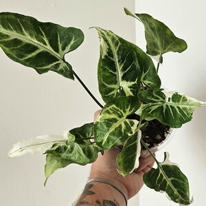 Syngonium T25 Rare Variegated Tropical Plant - Etsy
