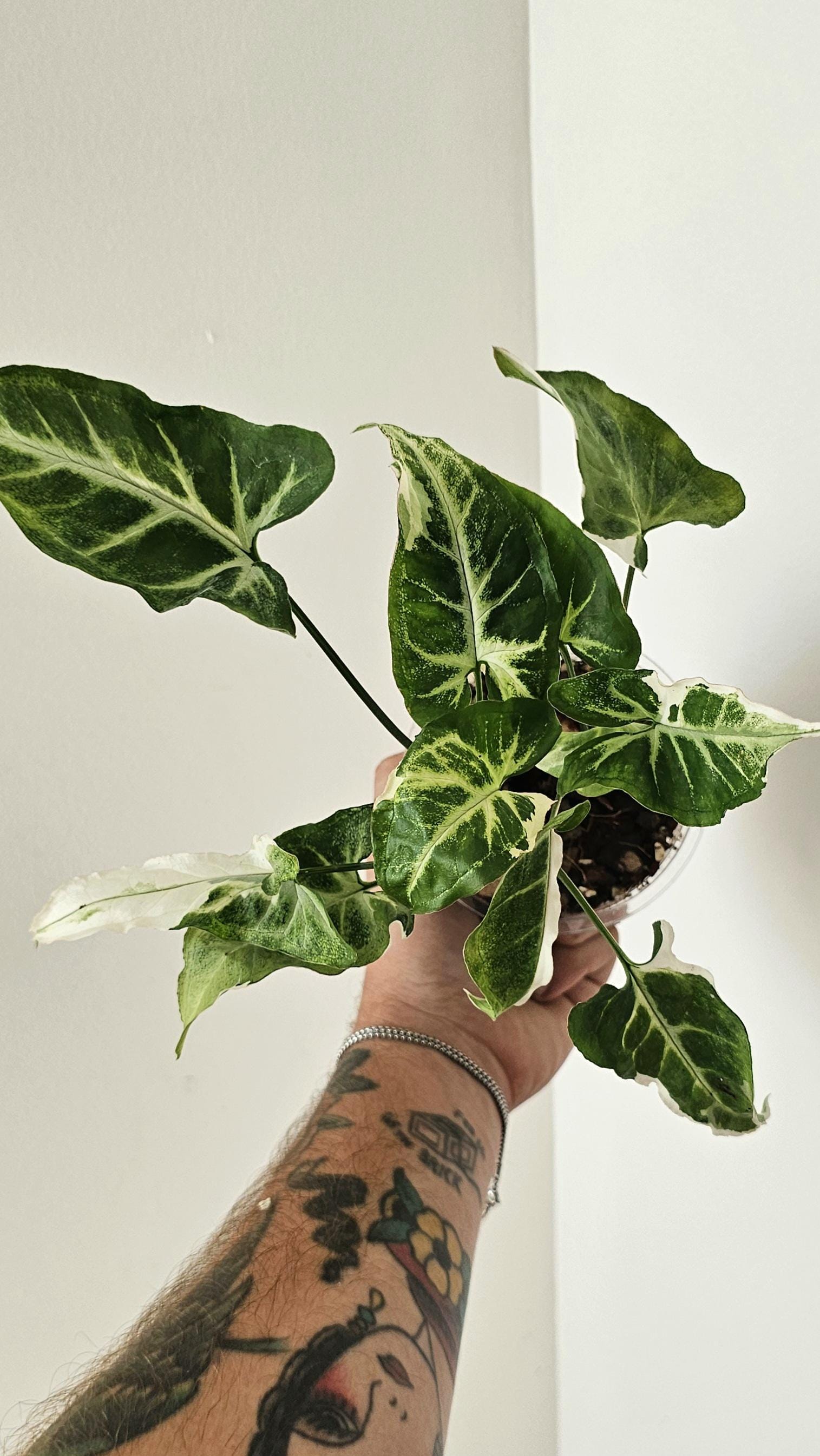 Syngonium T25 Rare Variegated Tropical Plant - Etsy