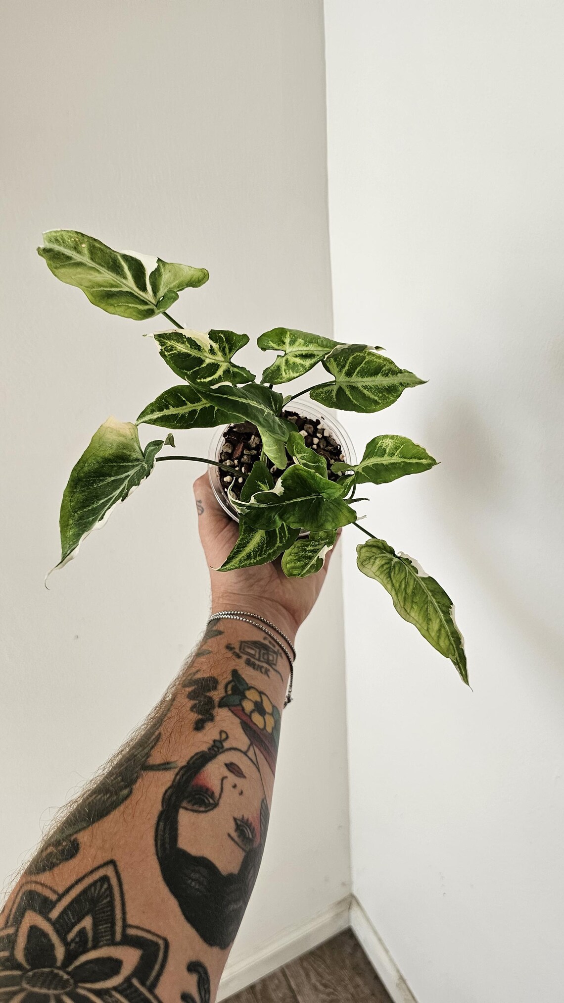 Syngonium T25 Rare Variegated Tropical Plant - Etsy