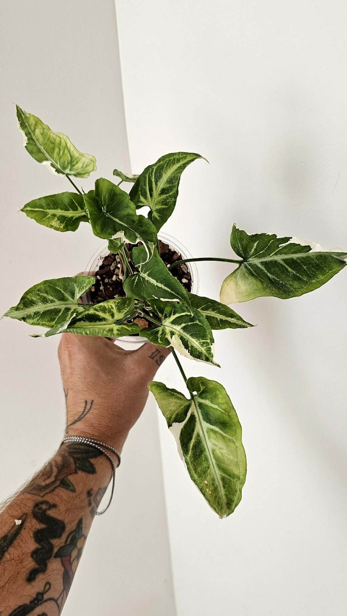Syngonium T25 Rare Variegated Tropical Plant - Etsy