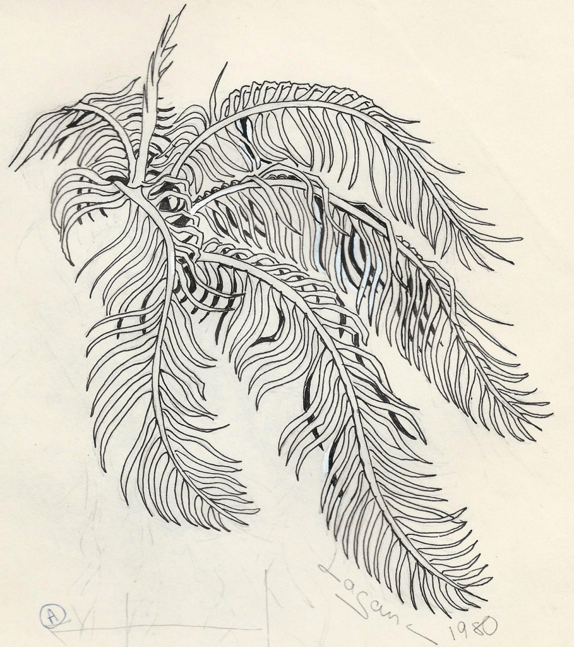 Palm Branches, Pen and Ink, Drawn & Signed by the Artist Only One - Etsy