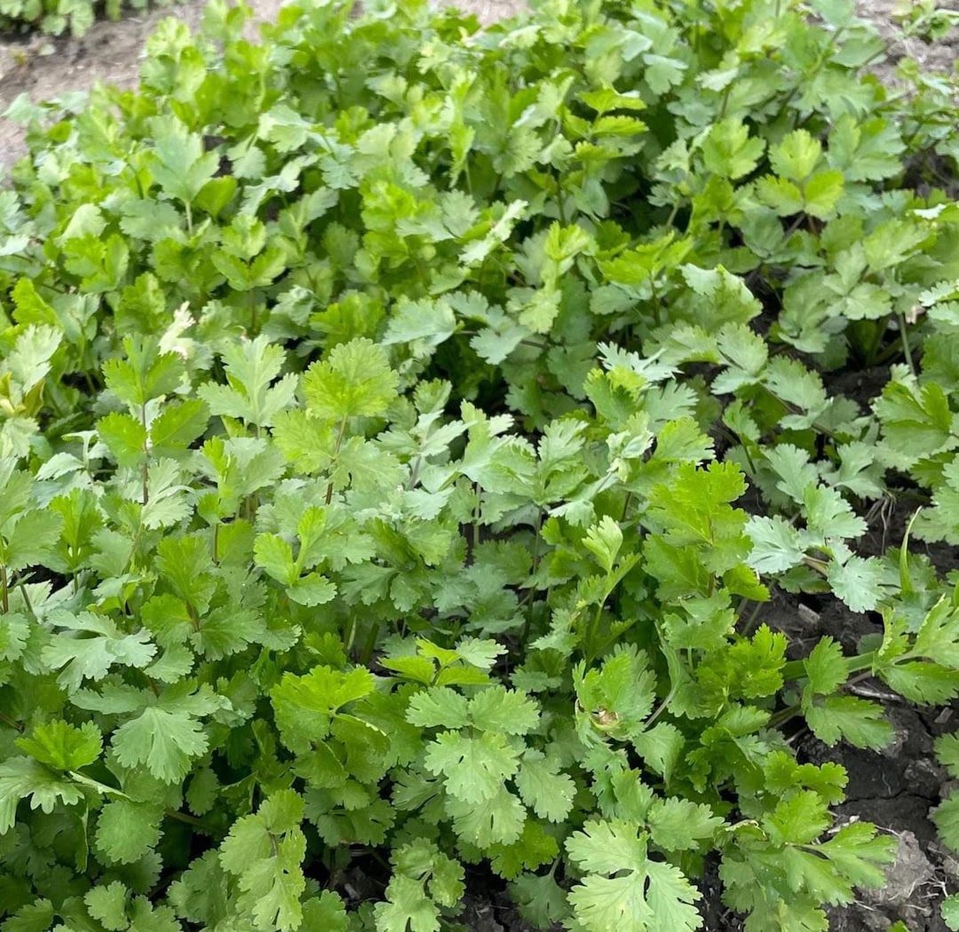 Cilantro Seeds: American Long Standing Coriander - Etsy